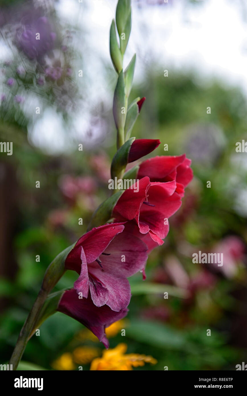Gladiolus papilio ruby hi-res stock photography and images - Alamy