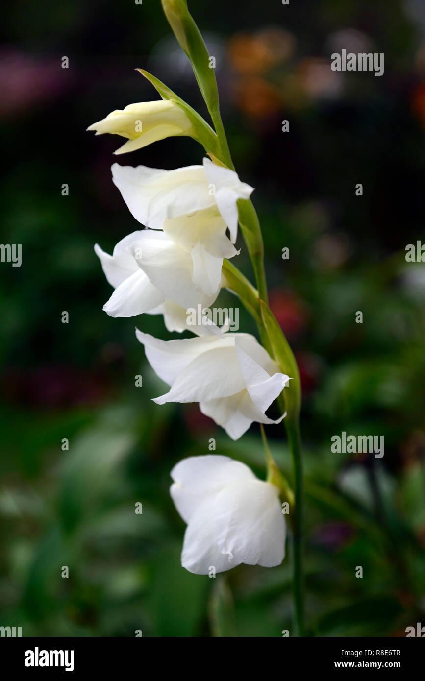 Sword lily hi-res stock photography and images - Alamy