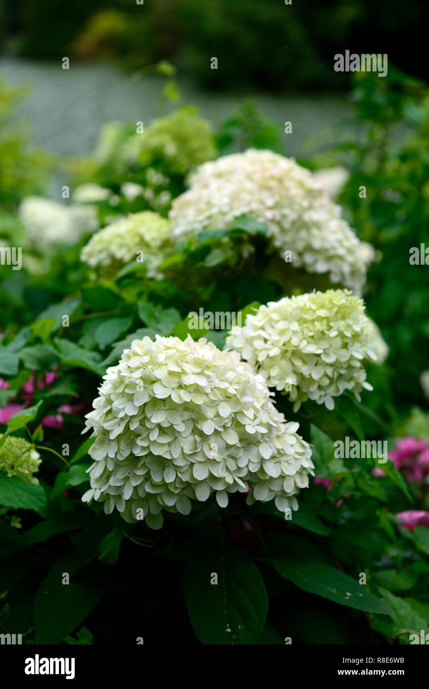 Hydrangea paniculata limelight flowers hi-res stock photography and ...