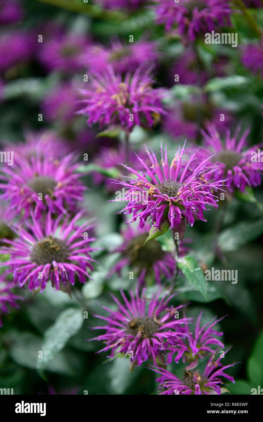 Monarda Didyma Grand Parade 19580 Pp