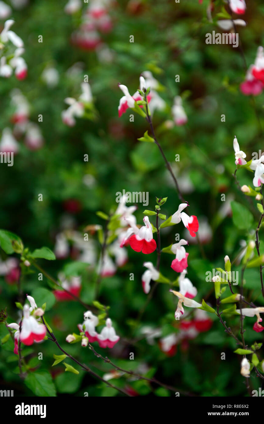 Salvia microphylla red sage hi-res stock photography and images - Alamy
