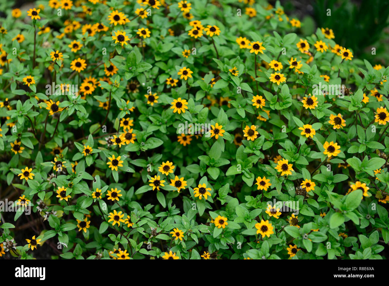 Profuse hi-res stock photography and images - Alamy