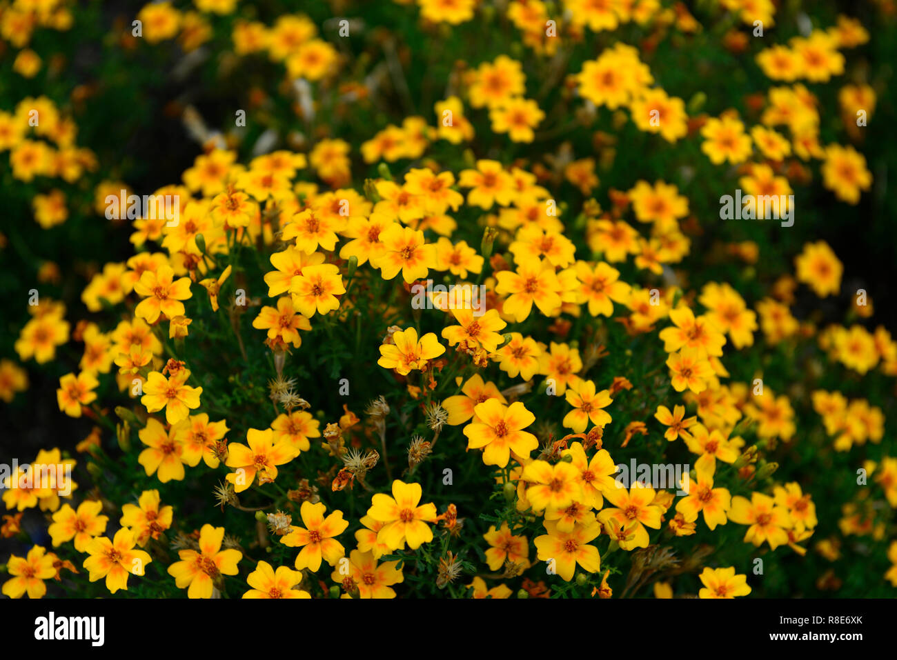 Tagetes Tenuifolia golden Gem,signata pumila,Signet,French Marigold ...