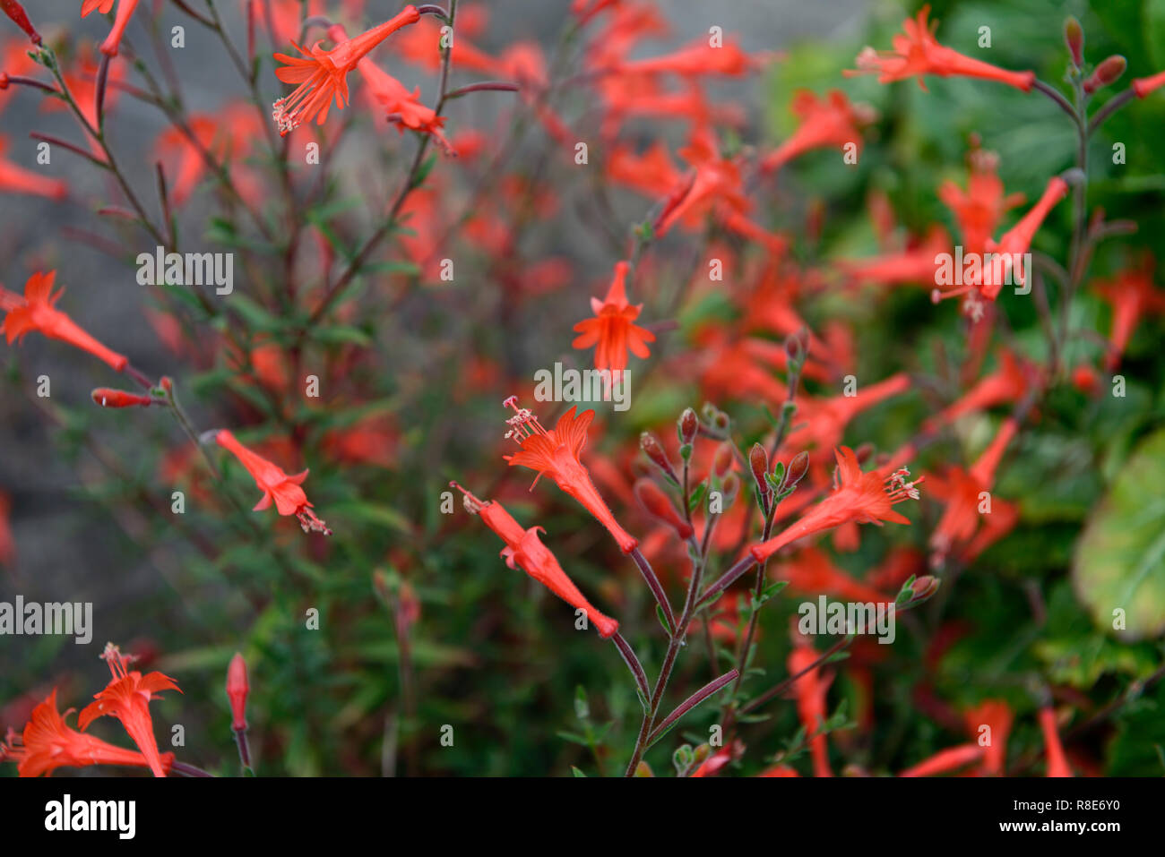 Sub shrub hi-res stock photography and images - Alamy