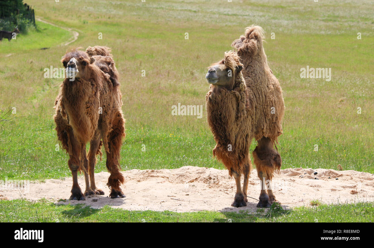 Two hump camel zoo hi-res stock photography and images - Alamy