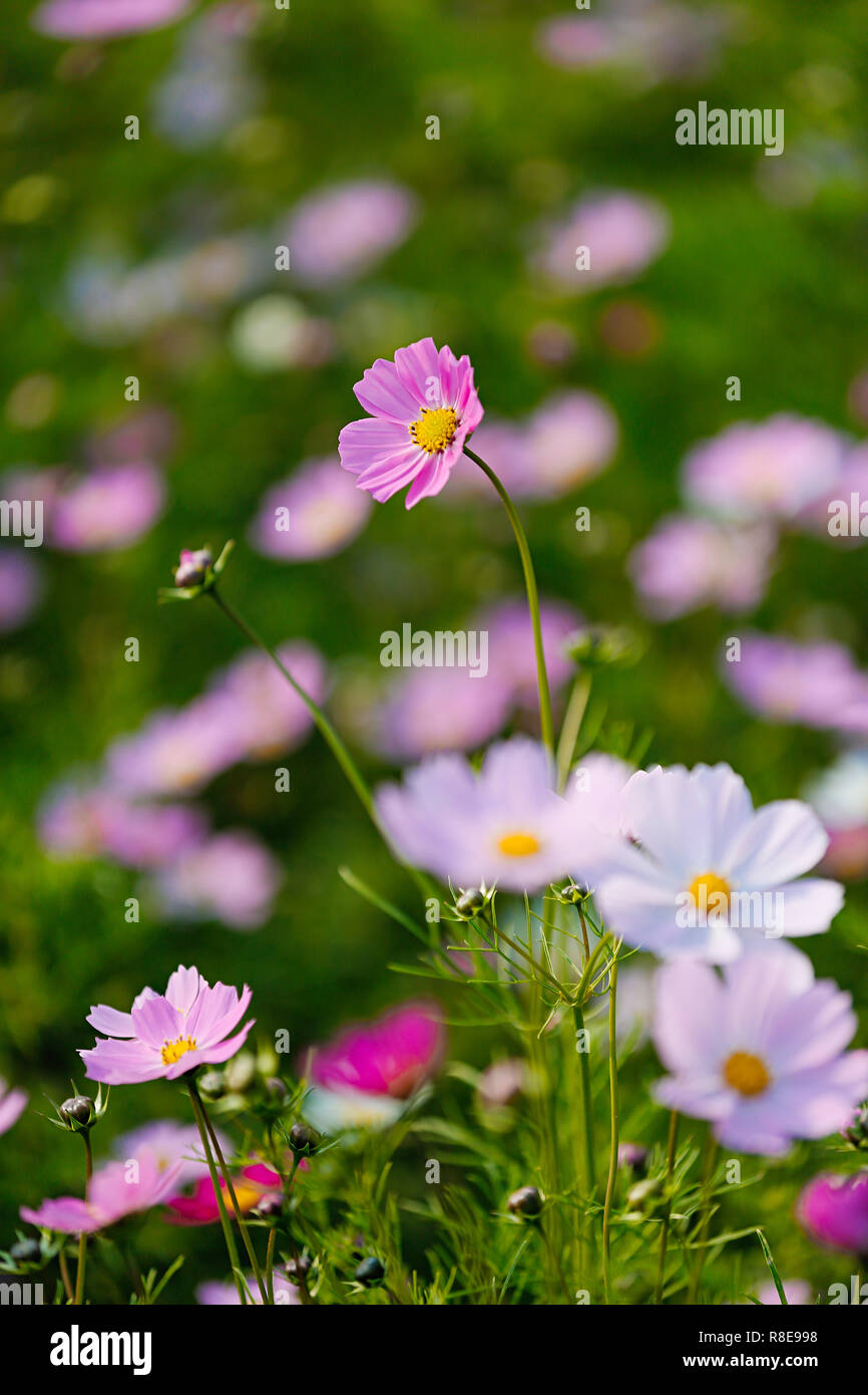 Autumn landscape, Cosmos flowers with various objects. 064 Stock Photo ...