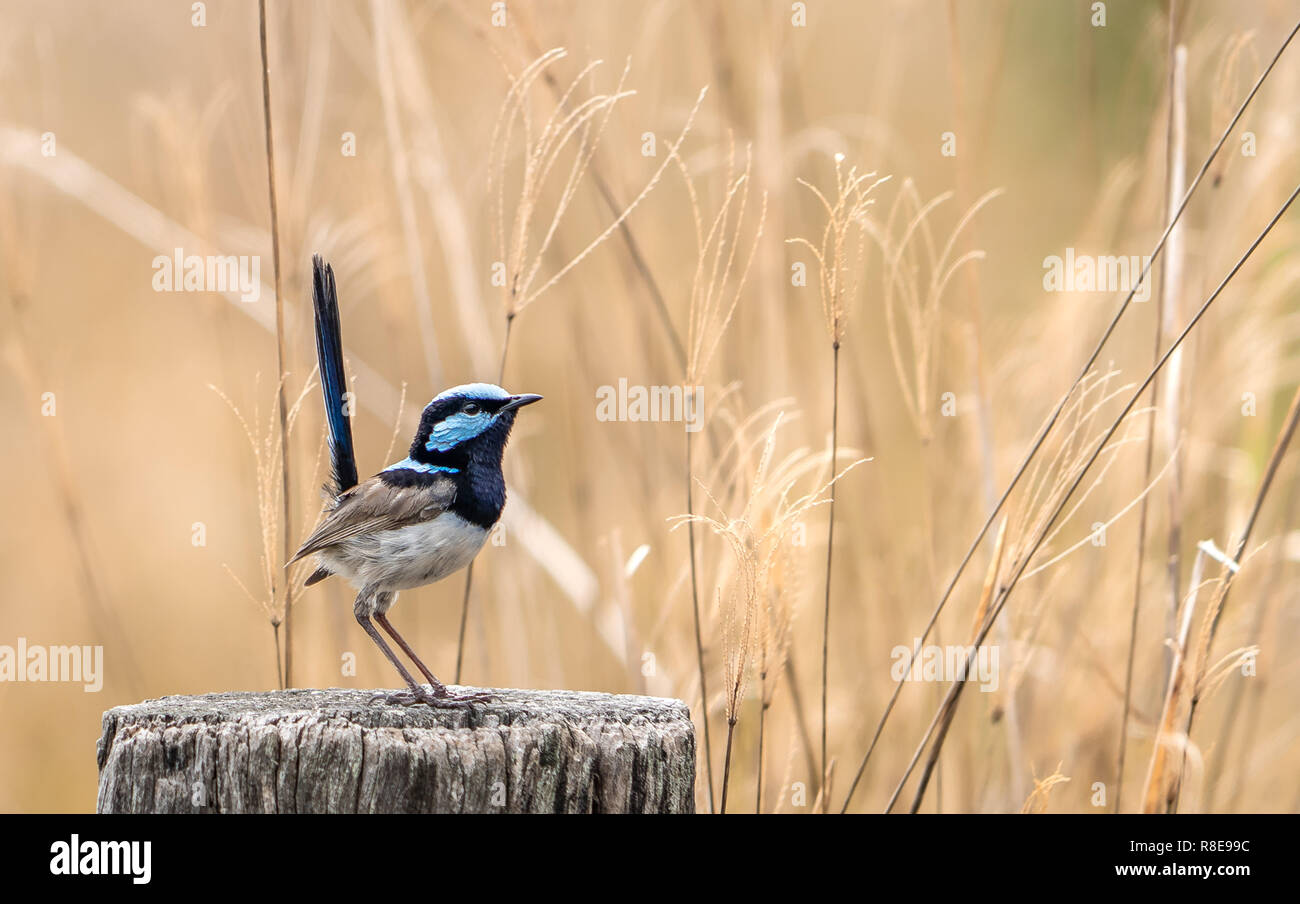 Native australian birds hi-res stock photography and images - Alamy