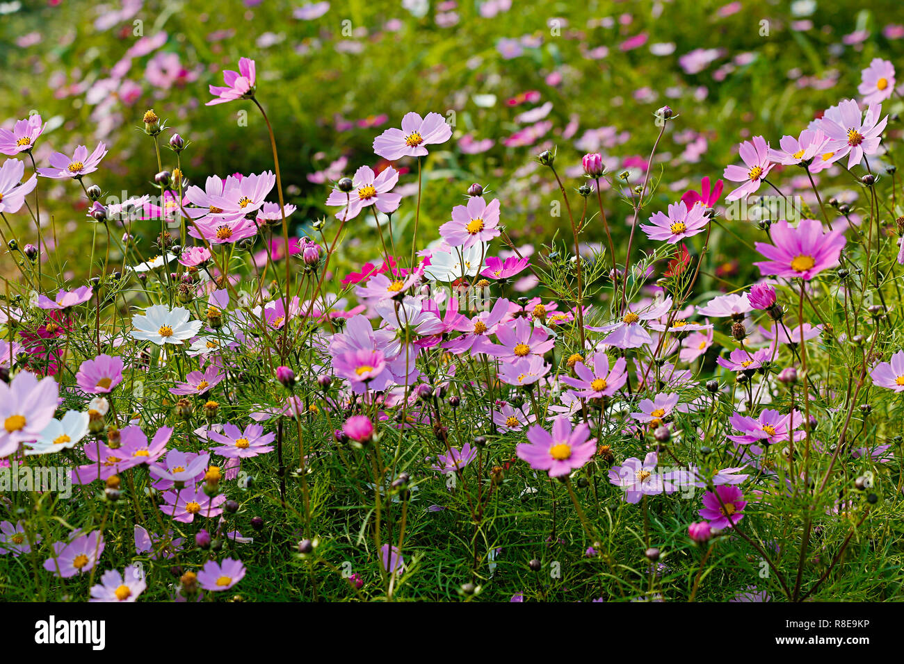 Autumn landscape, Cosmos flowers with various objects. 046 Stock Photo ...