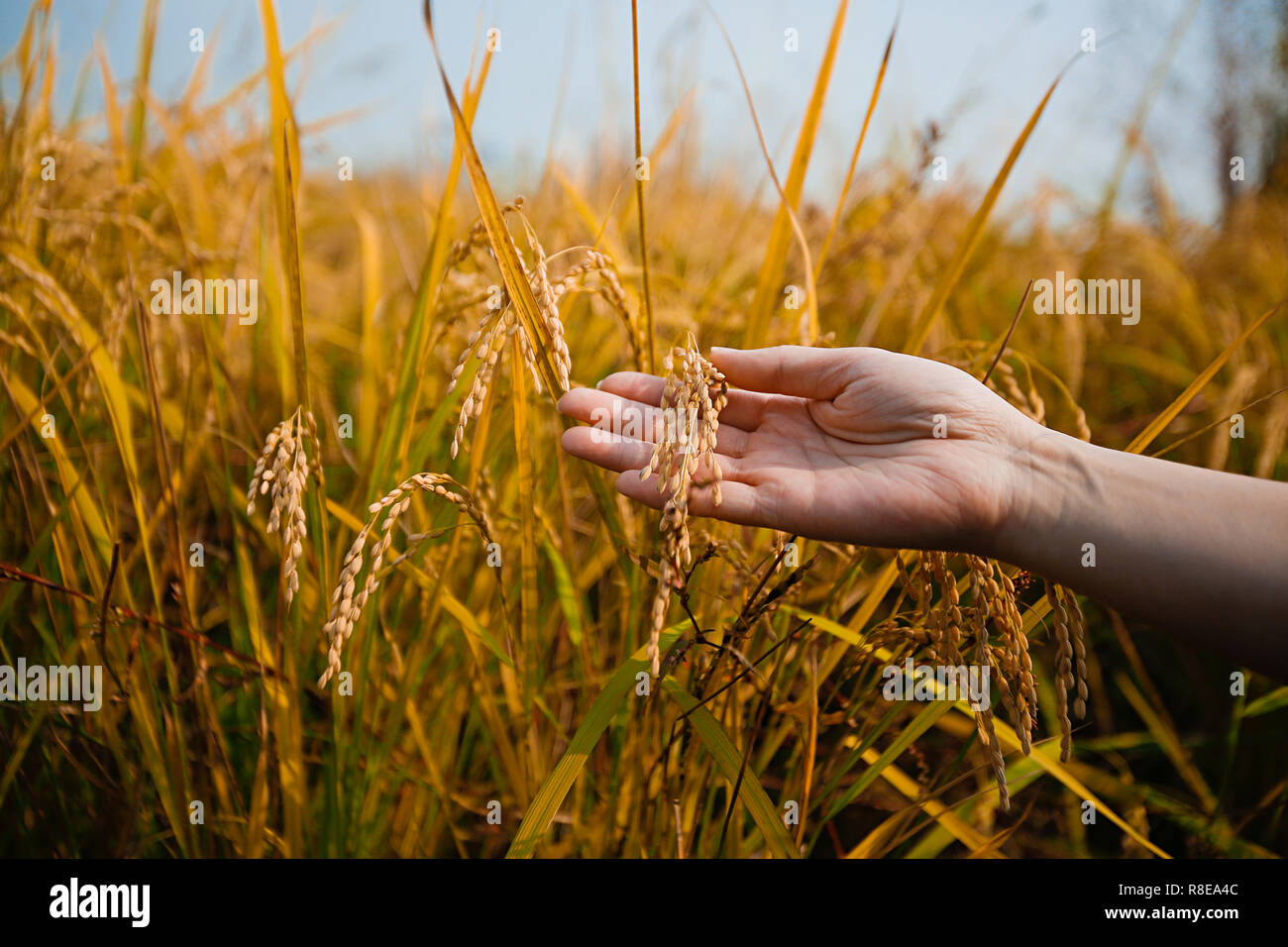 Golden rice hi-res stock photography and images - Alamy