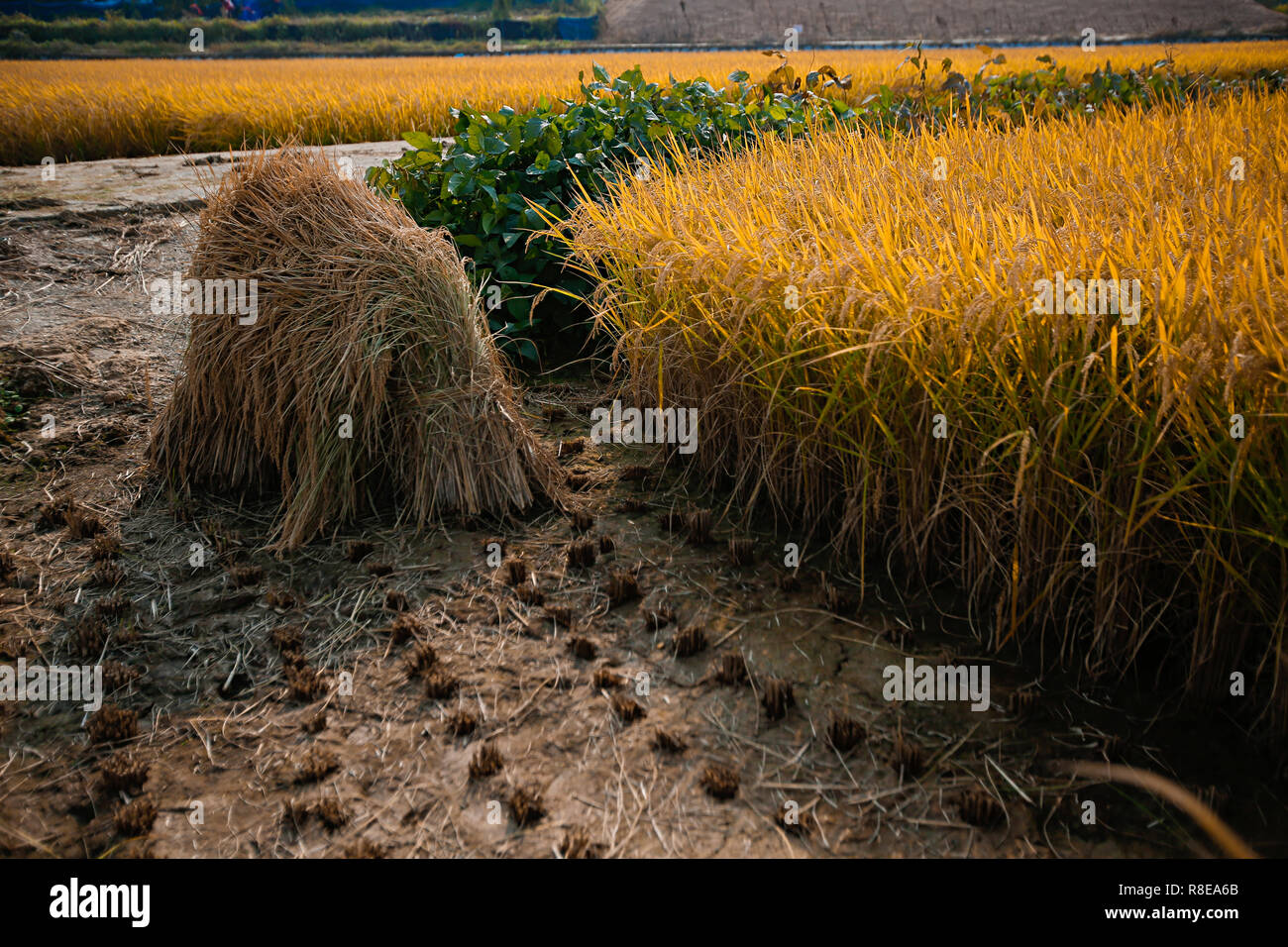 Autumn landscape, golden rice fields with sunset. 021 Stock Photo - Alamy