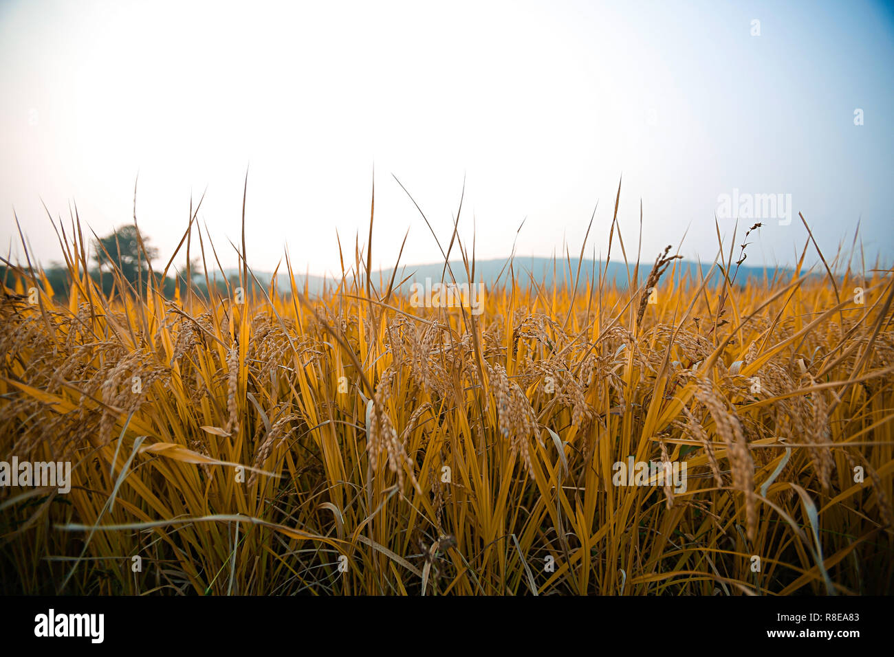 Autumn landscape, golden rice fields with sunset. 018 Stock Photo - Alamy
