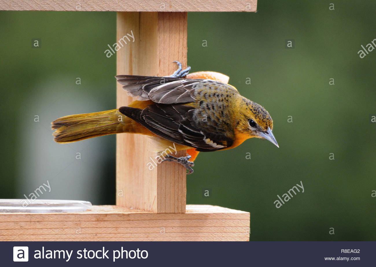 Northern Baltimore Oriole Stock Photos & Northern Baltimore Oriole ...