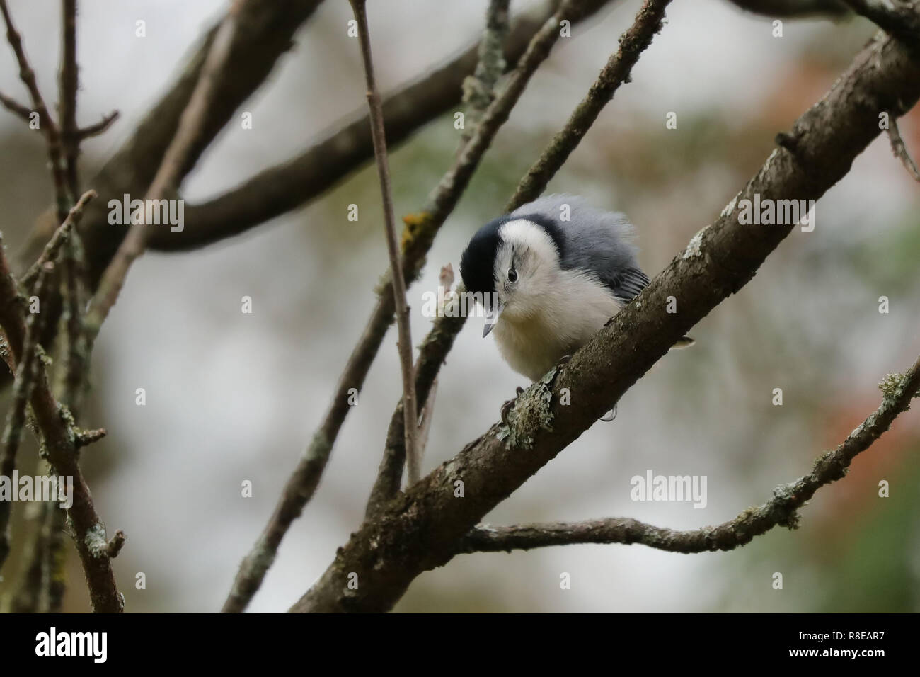 The white-breasted nuthatch (Sitta carolinensis) small American song ...