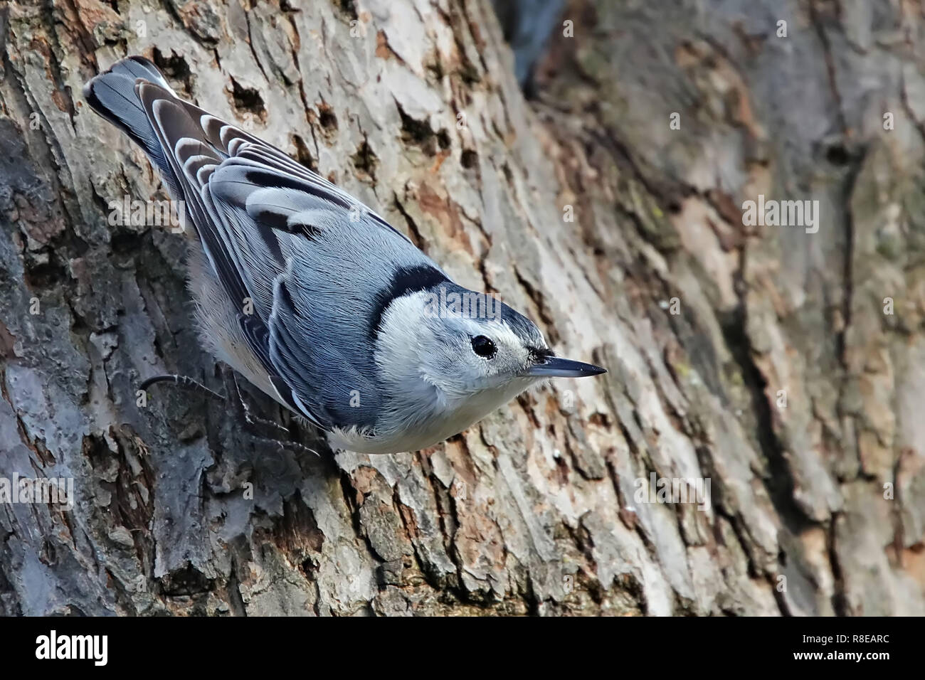 The White Breasted Nuthatch Sitta Carolinensis Small American Song