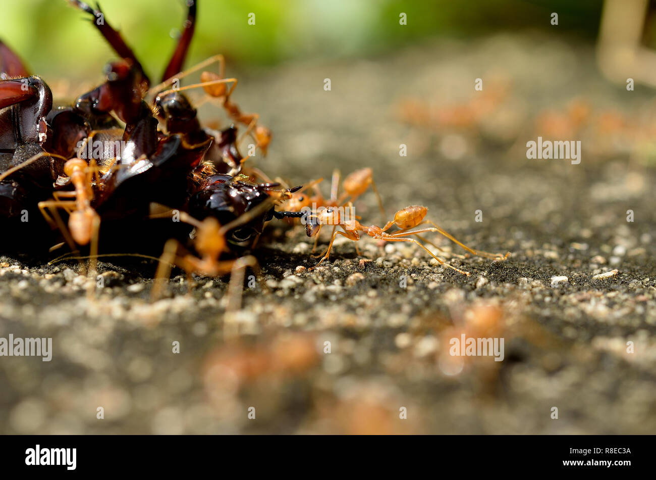Fire ants hi-res stock photography and images - Alamy