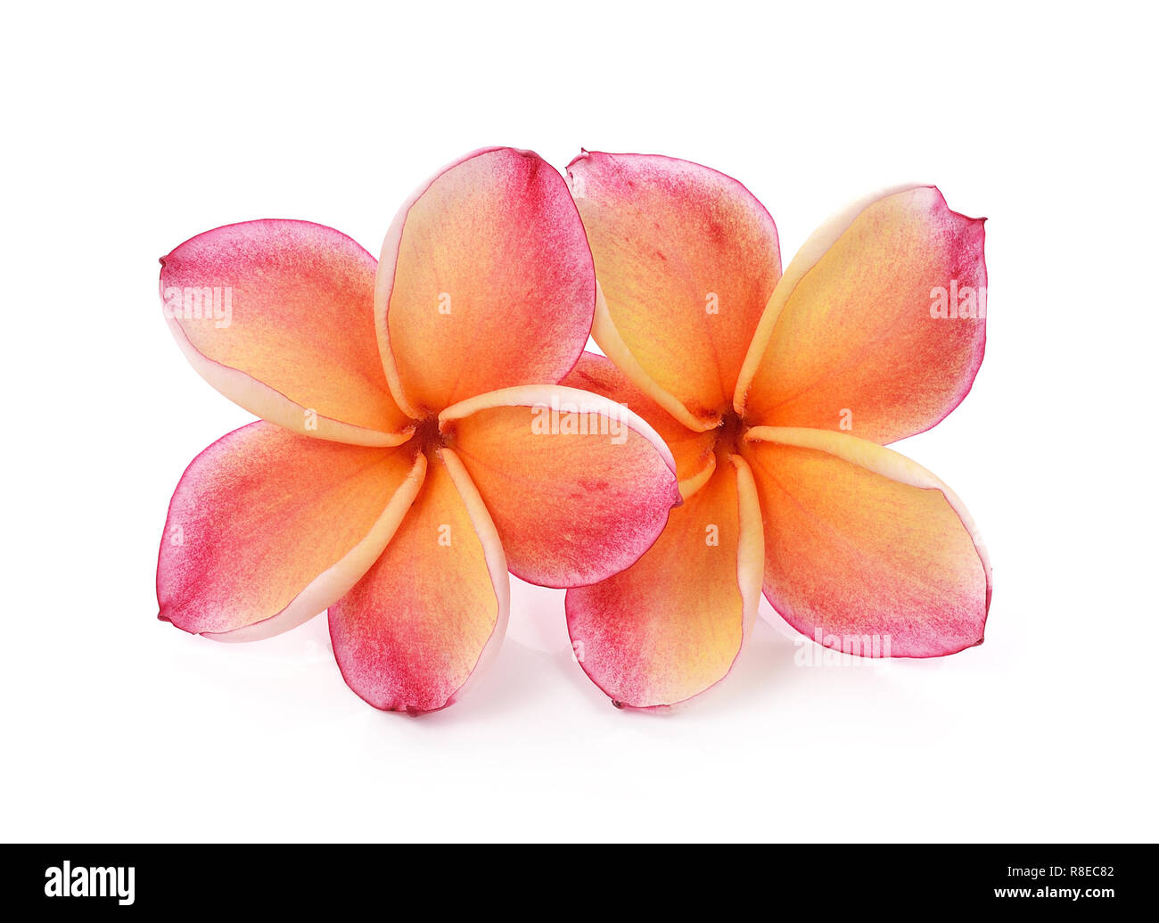 Topical flower hi-res stock photography and images - Alamy