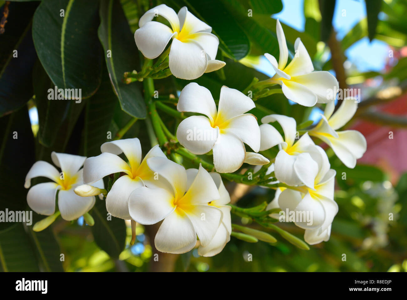 Frangipani tropical flowers hi-res stock photography and images - Alamy