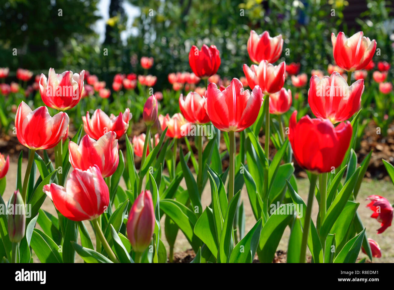 Beautiful red tulip flower, tulip in the garden field Stock Photo - Alamy