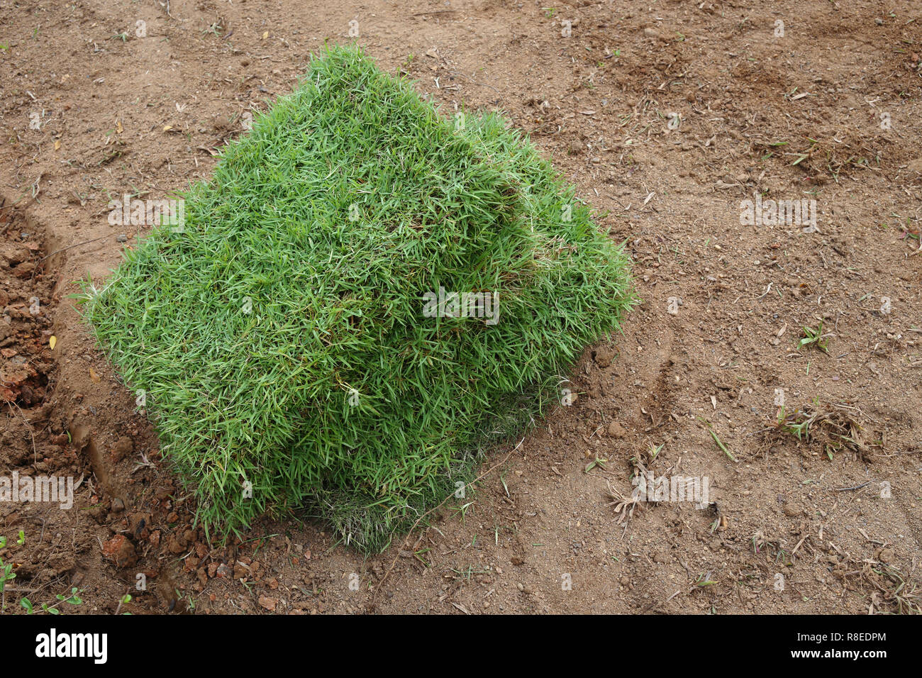 New grass, planting new sod grass in the garden Stock Photo - Alamy