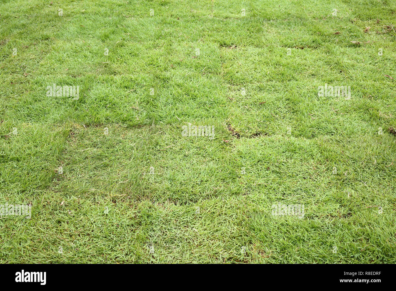 New grass, planting new sod grass in the garden Stock Photo - Alamy