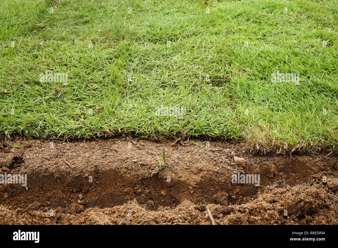 New grass, planting new sod grass in the garden Stock Photo - Alamy