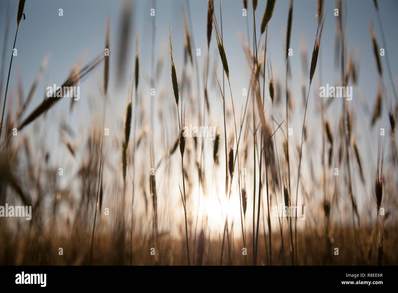wheat field on the sunset background Stock Photo - Alamy