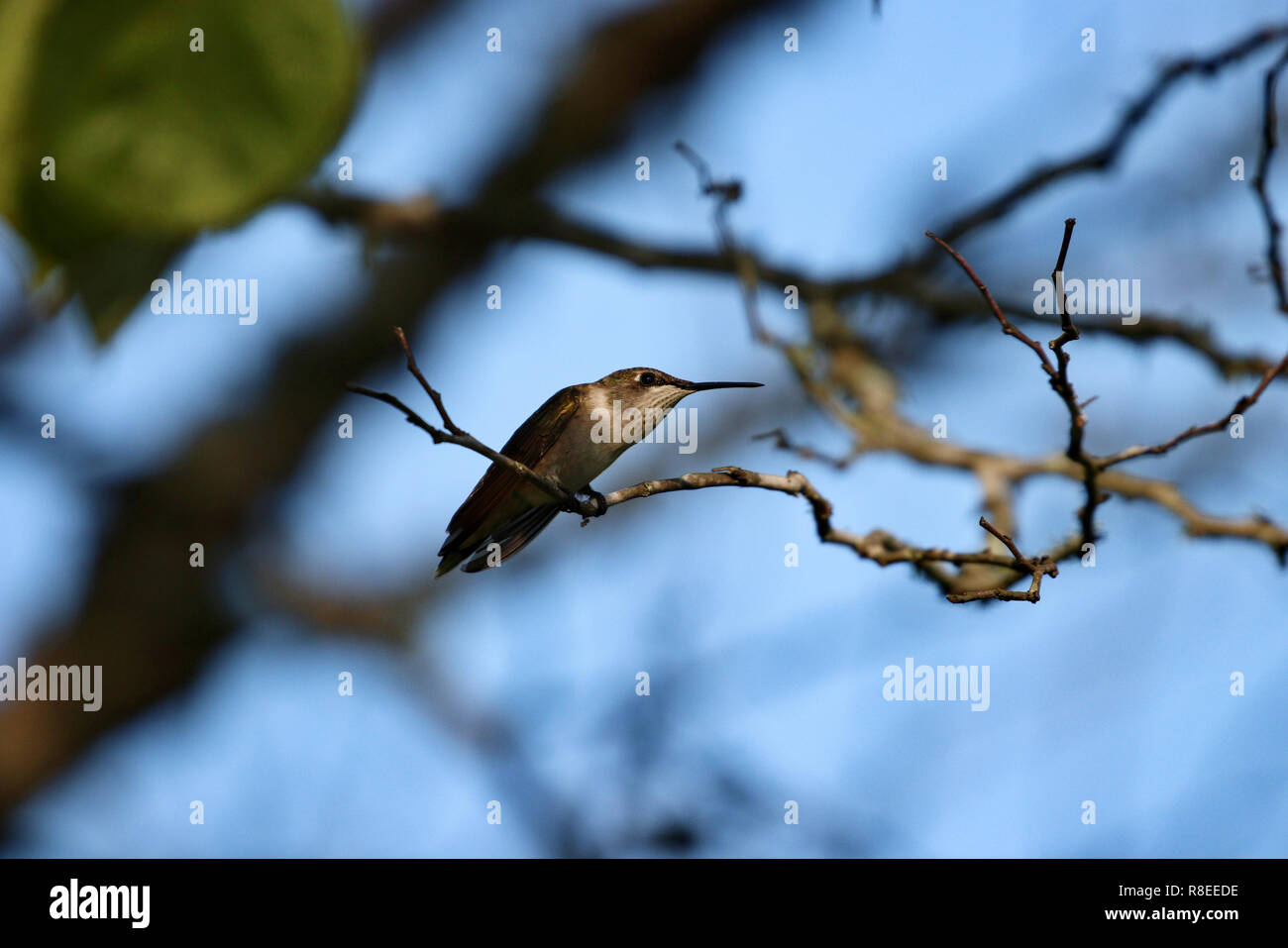 Hummingbird on a limb watching other hummingbirds fly around on a warm ...