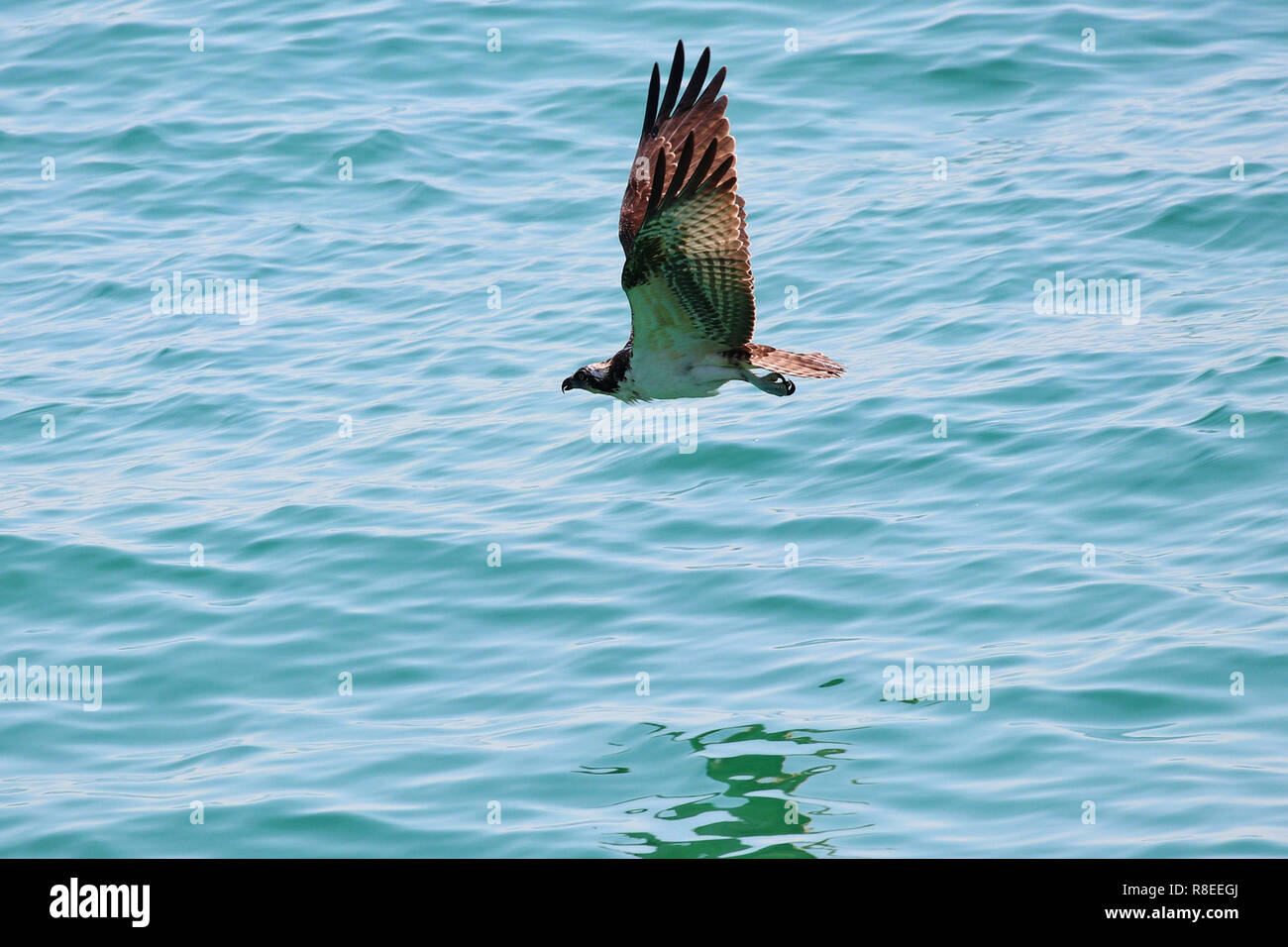 Osprey flying over the ocean while hunting fish on a hot summer day at ...
