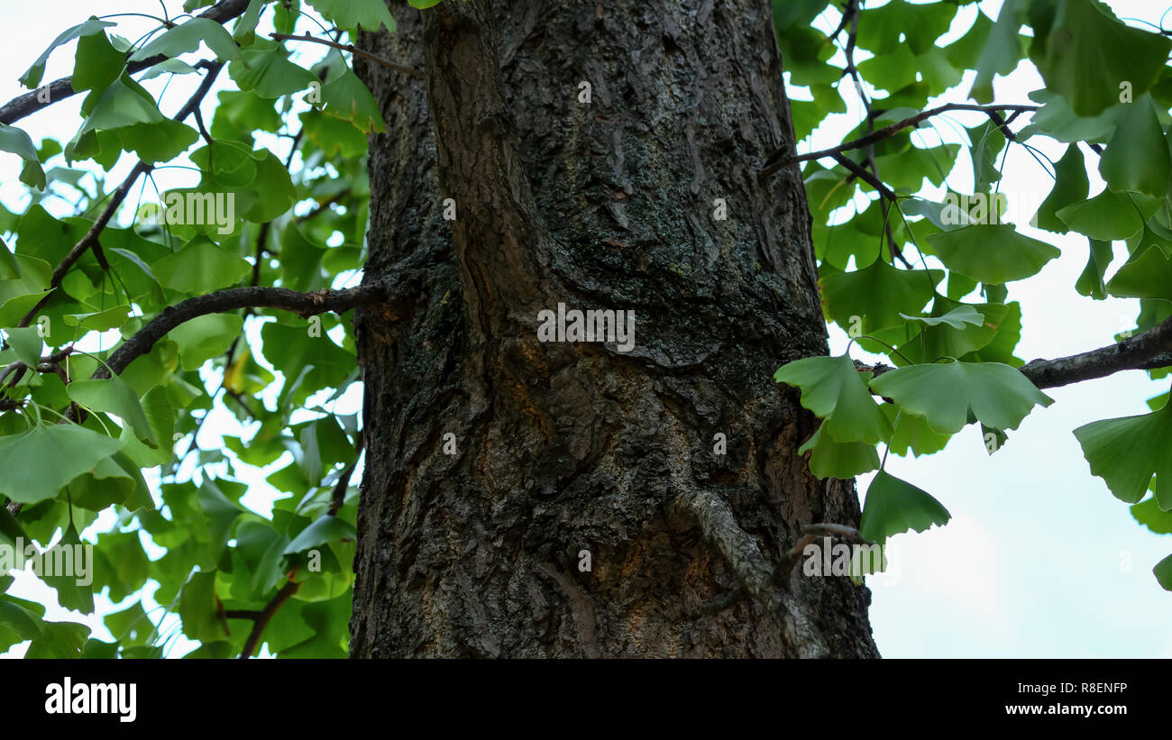 Ginkgo biloba tree trunk hi-res stock photography and images - Alamy