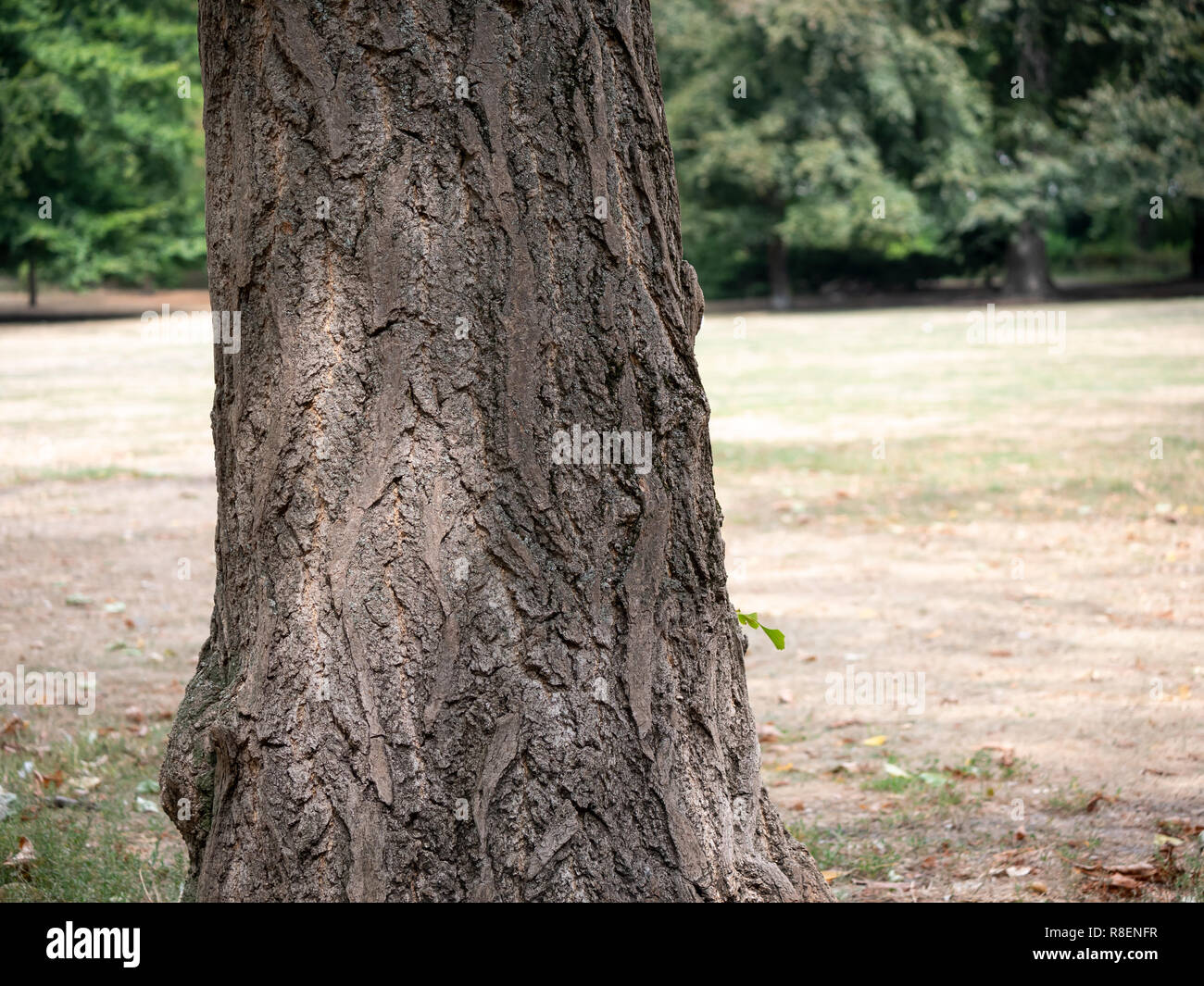 Ginkgo biloba tree trunk hi-res stock photography and images - Alamy