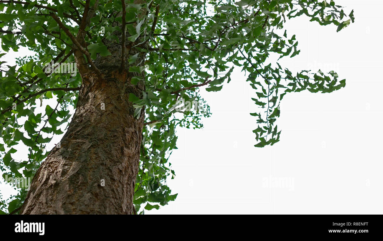 Ginkgo biloba tree trunk hi-res stock photography and images - Alamy