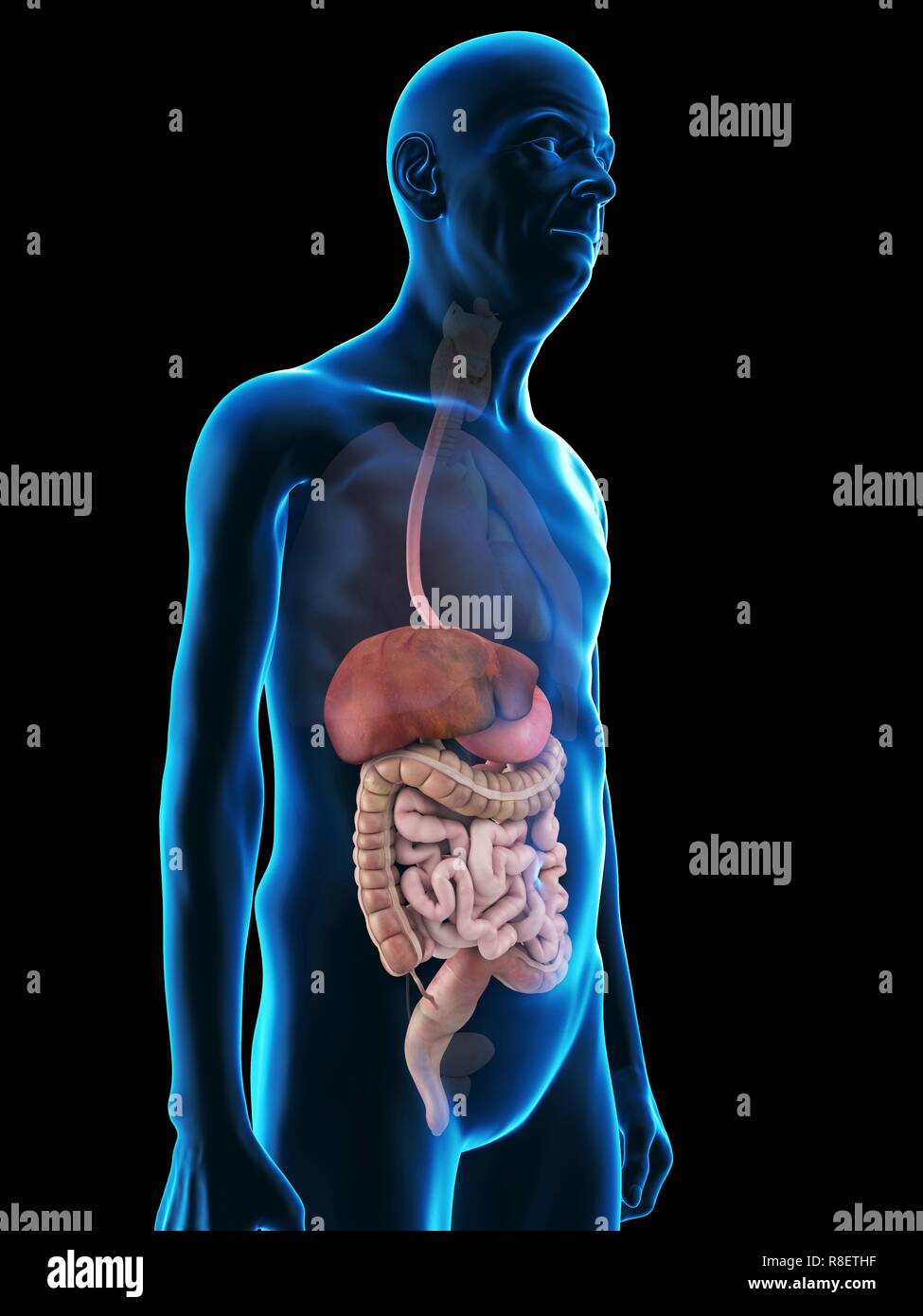 Illustration of an old man's digestive system Stock Photo - Alamy