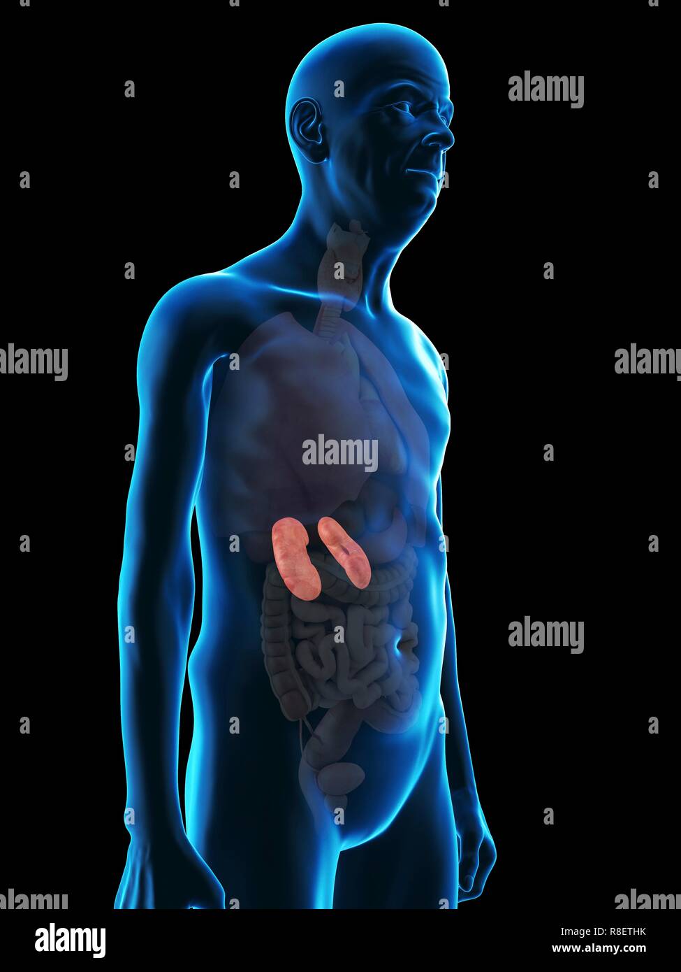 Illustration of an old man's kidneys Stock Photo - Alamy