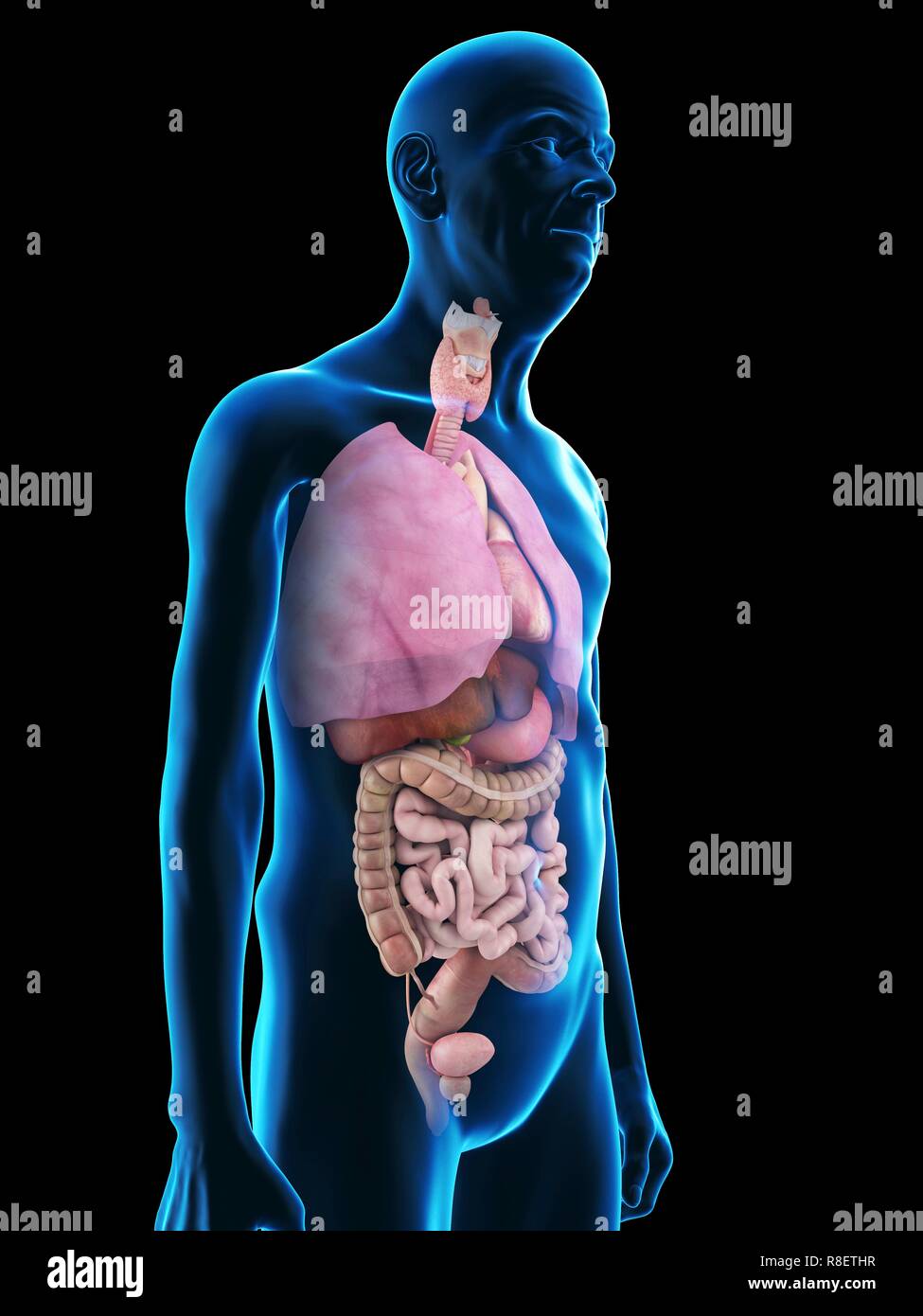 Illustration of an old man's organs Stock Photo - Alamy