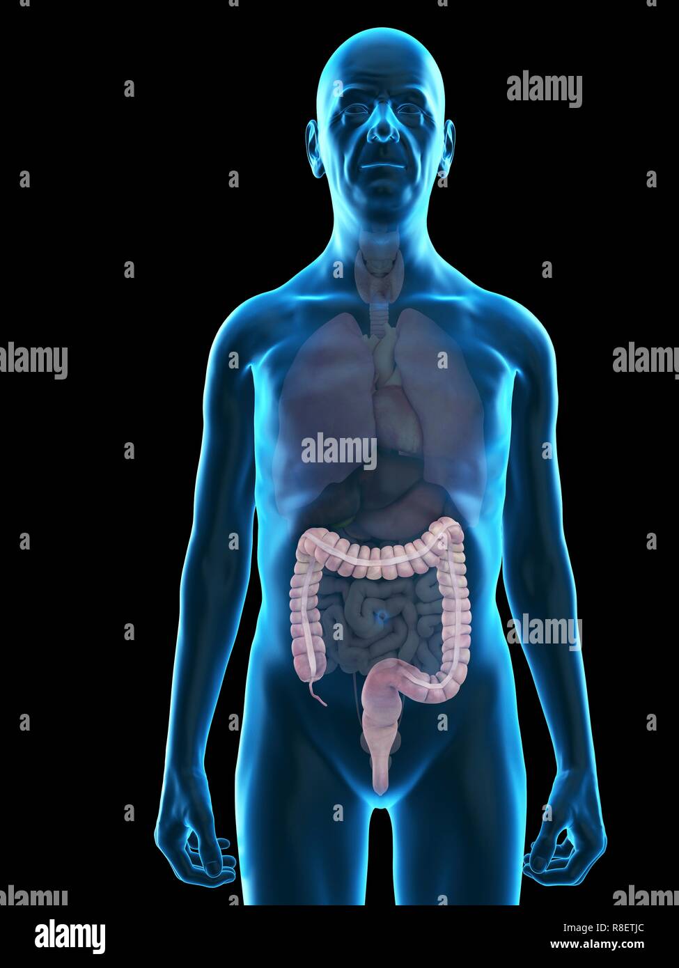 Illustration of an old man's colon Stock Photo - Alamy