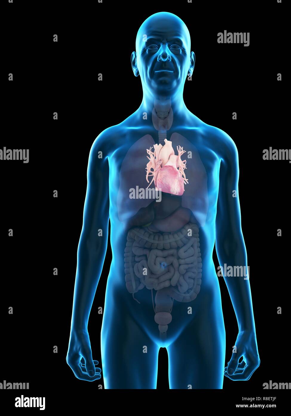 Illustration of an old man's heart Stock Photo - Alamy