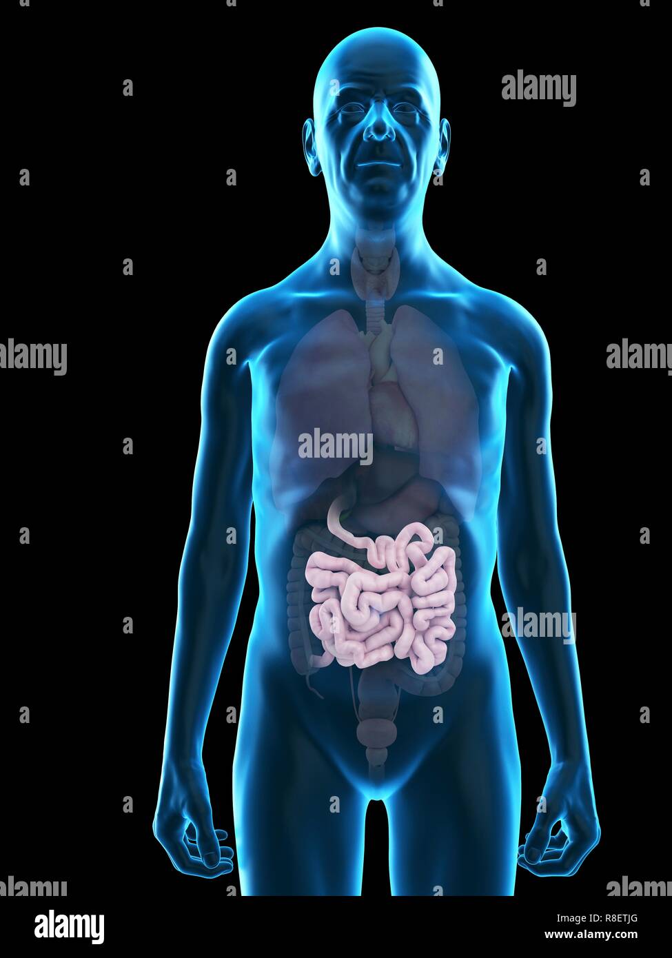Illustration of an old man's small intestine Stock Photo - Alamy