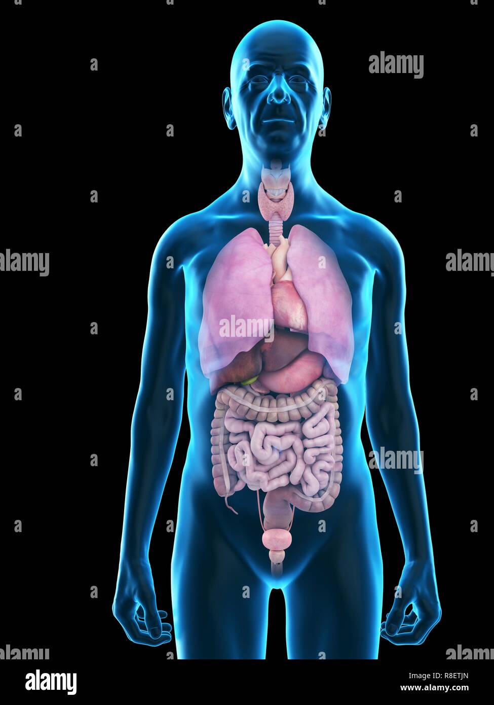 Illustration of an old man's organs Stock Photo - Alamy