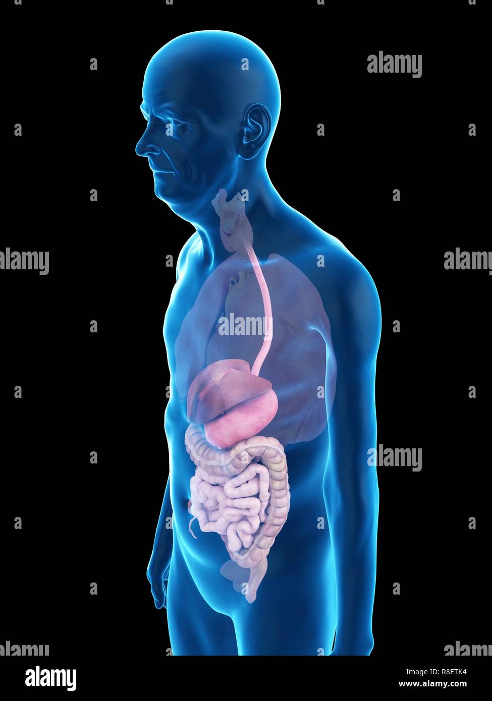 Illustration of an old man's digestive system Stock Photo - Alamy