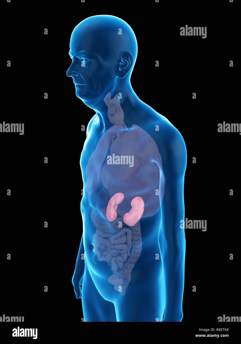 Illustration of an old man's kidney Stock Photo - Alamy