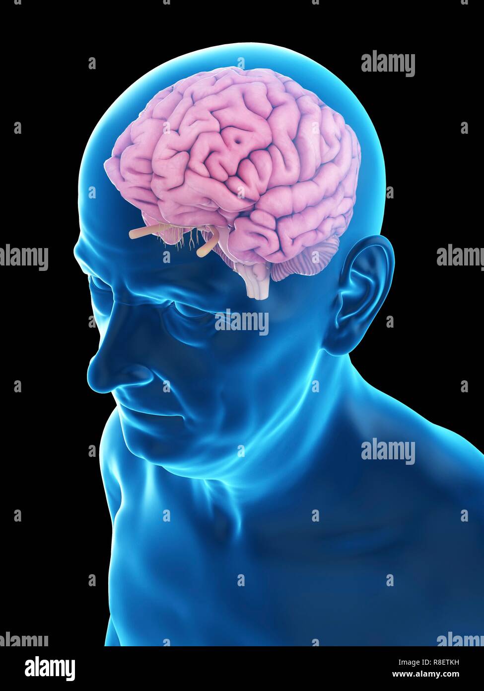 Illustration of an old man's brain Stock Photo - Alamy