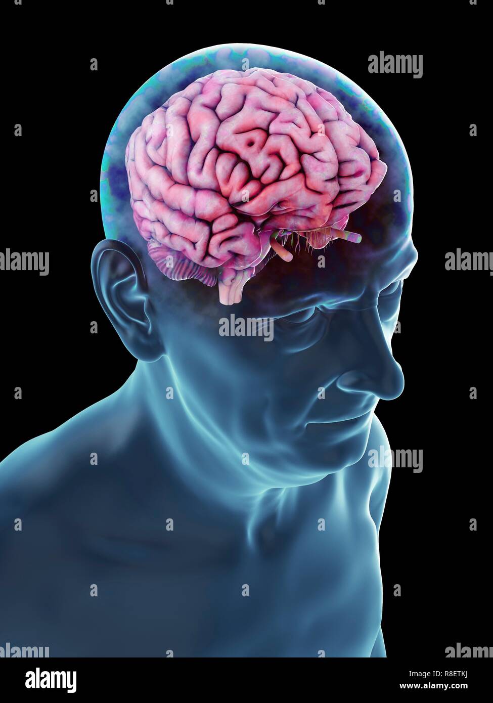 Illustration of an old man's brain Stock Photo - Alamy