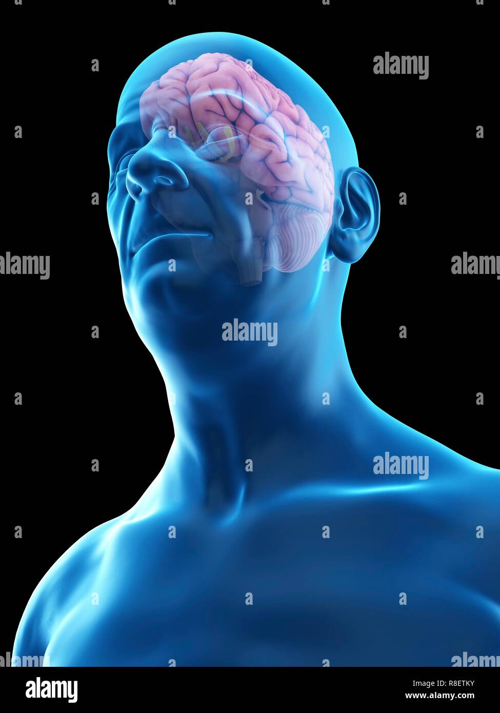 Illustration of an old man's brain Stock Photo - Alamy