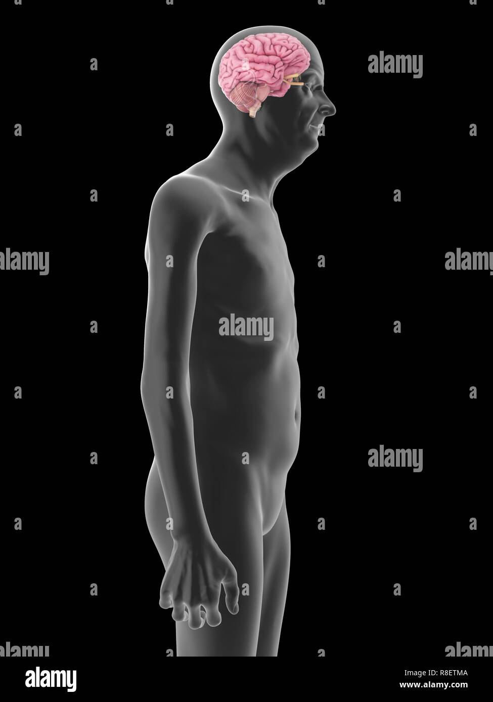 Old brain hi-res stock photography and images - Alamy