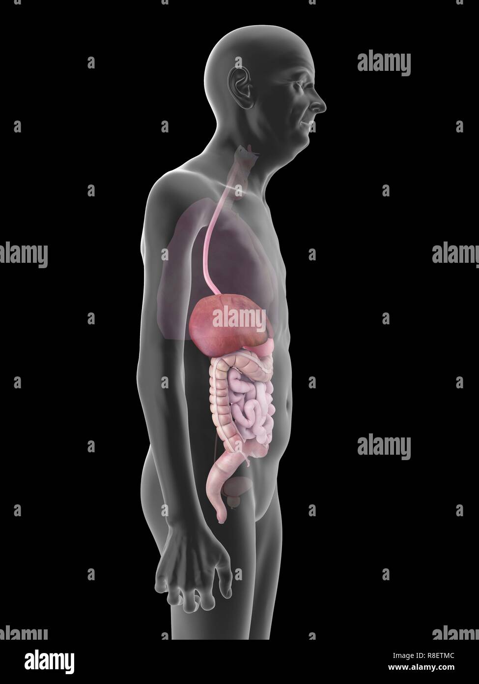 Illustration of an old man's digestive system Stock Photo - Alamy