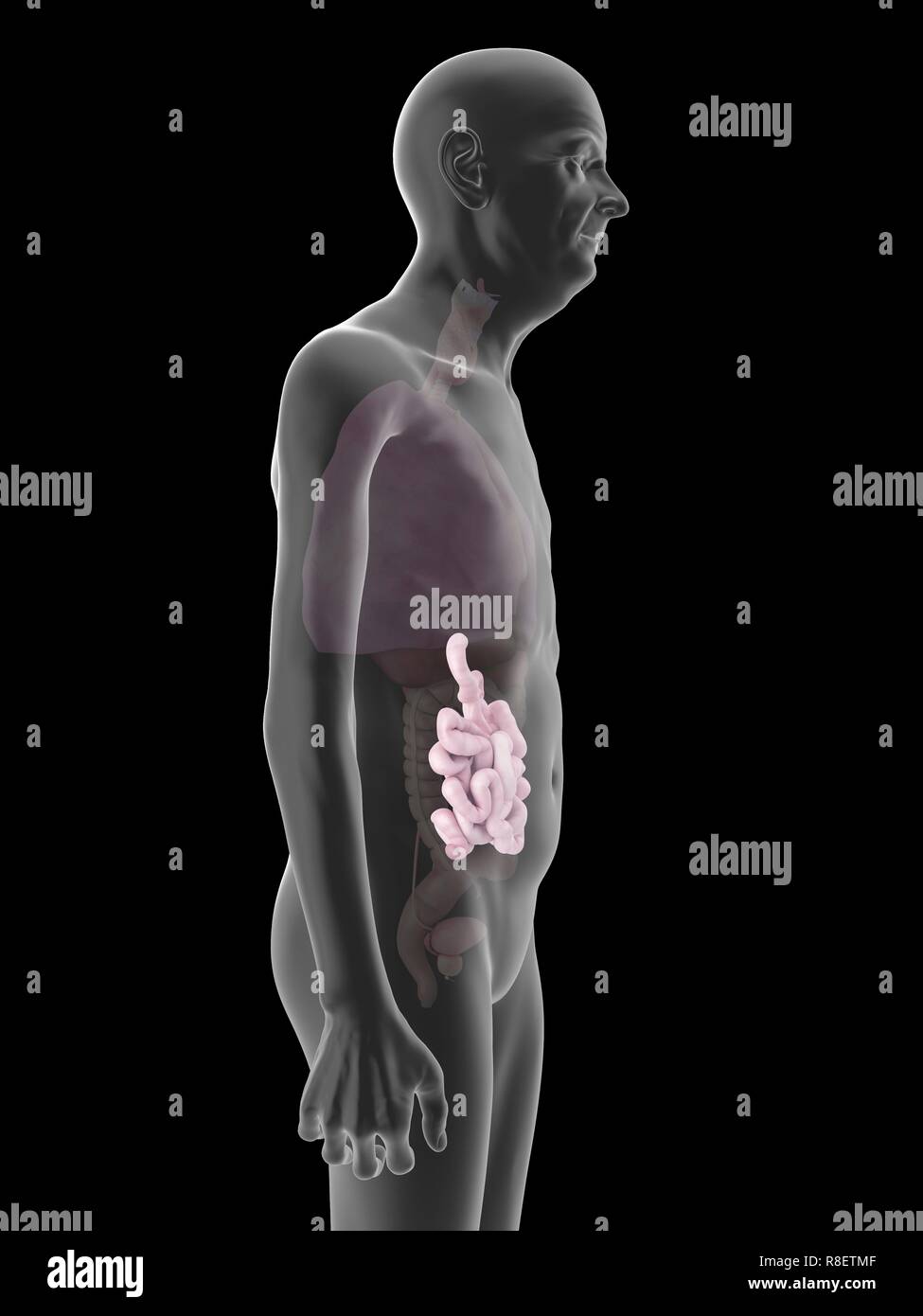 Illustration of an old man's small intestine Stock Photo - Alamy