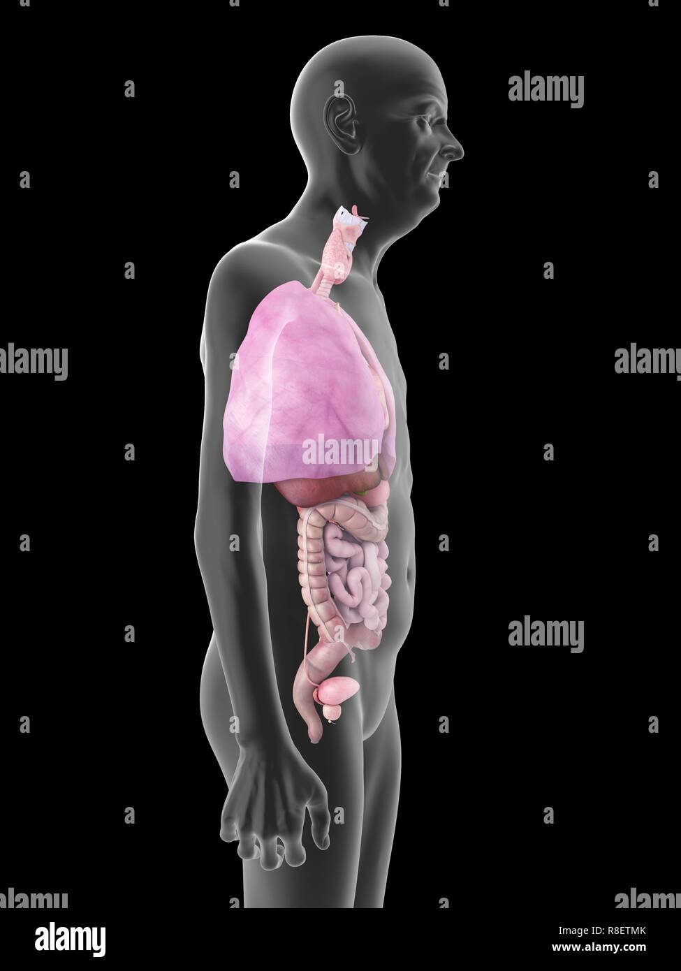 Illustration of an old man's organs Stock Photo - Alamy