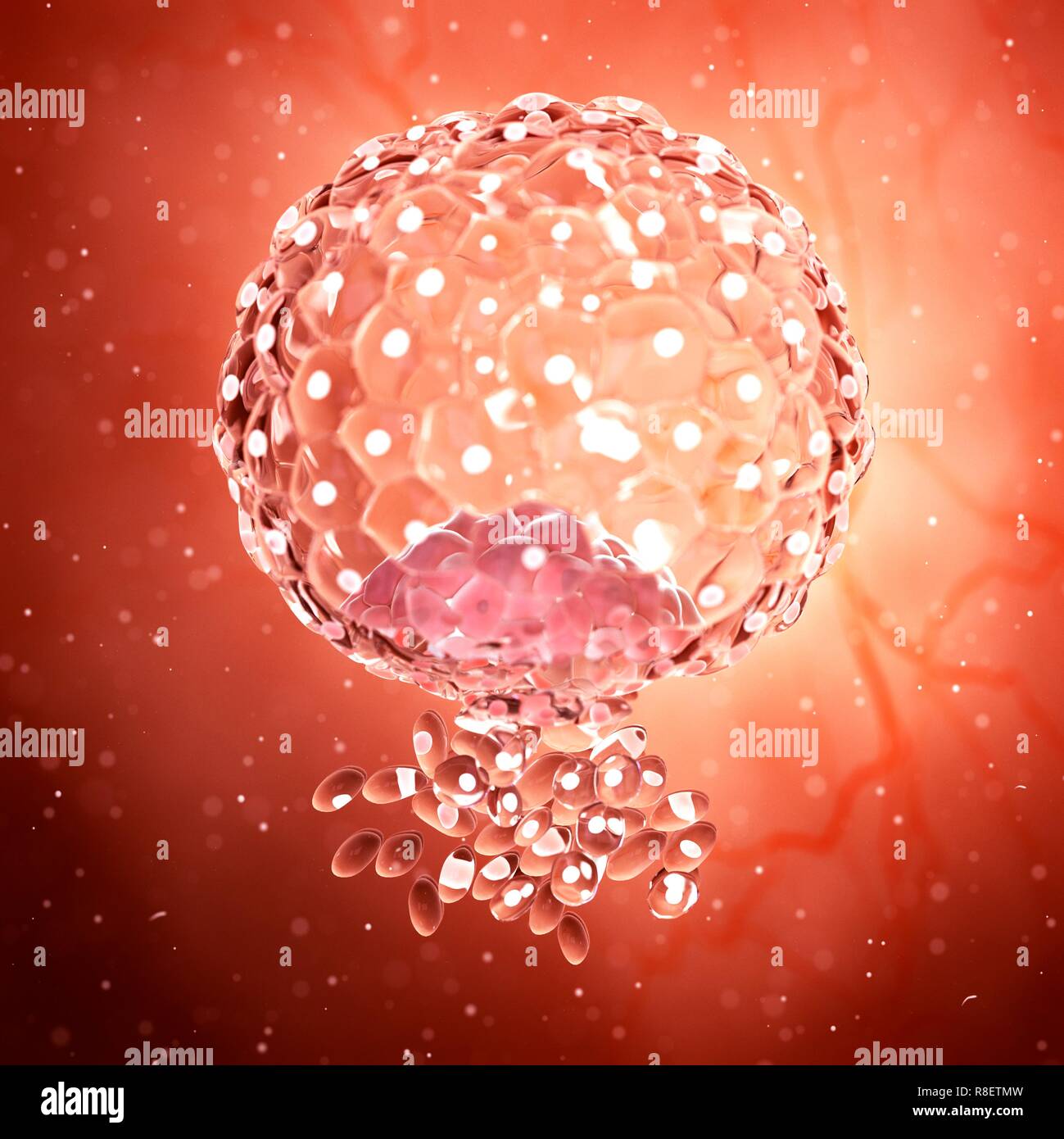 Blastocyst Human Stock Photos & Blastocyst Human Stock Images - Alamy