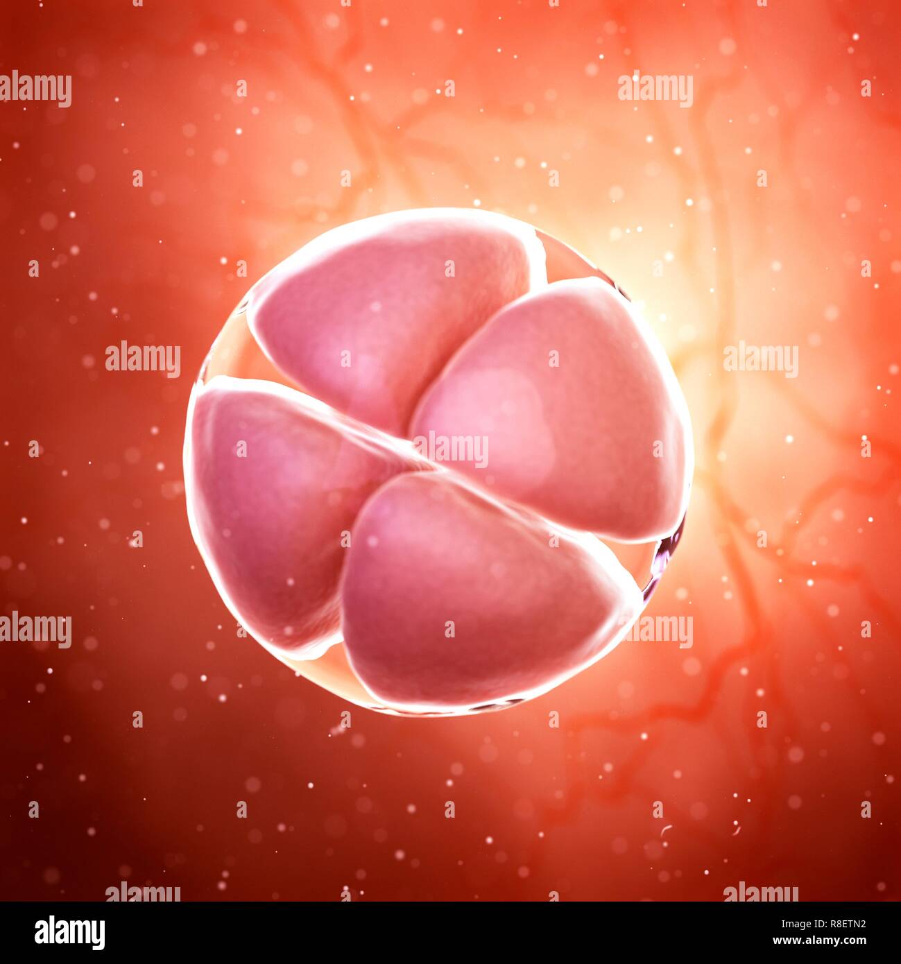 Illustration of a 4 cell stage embryo Stock Photo - Alamy
