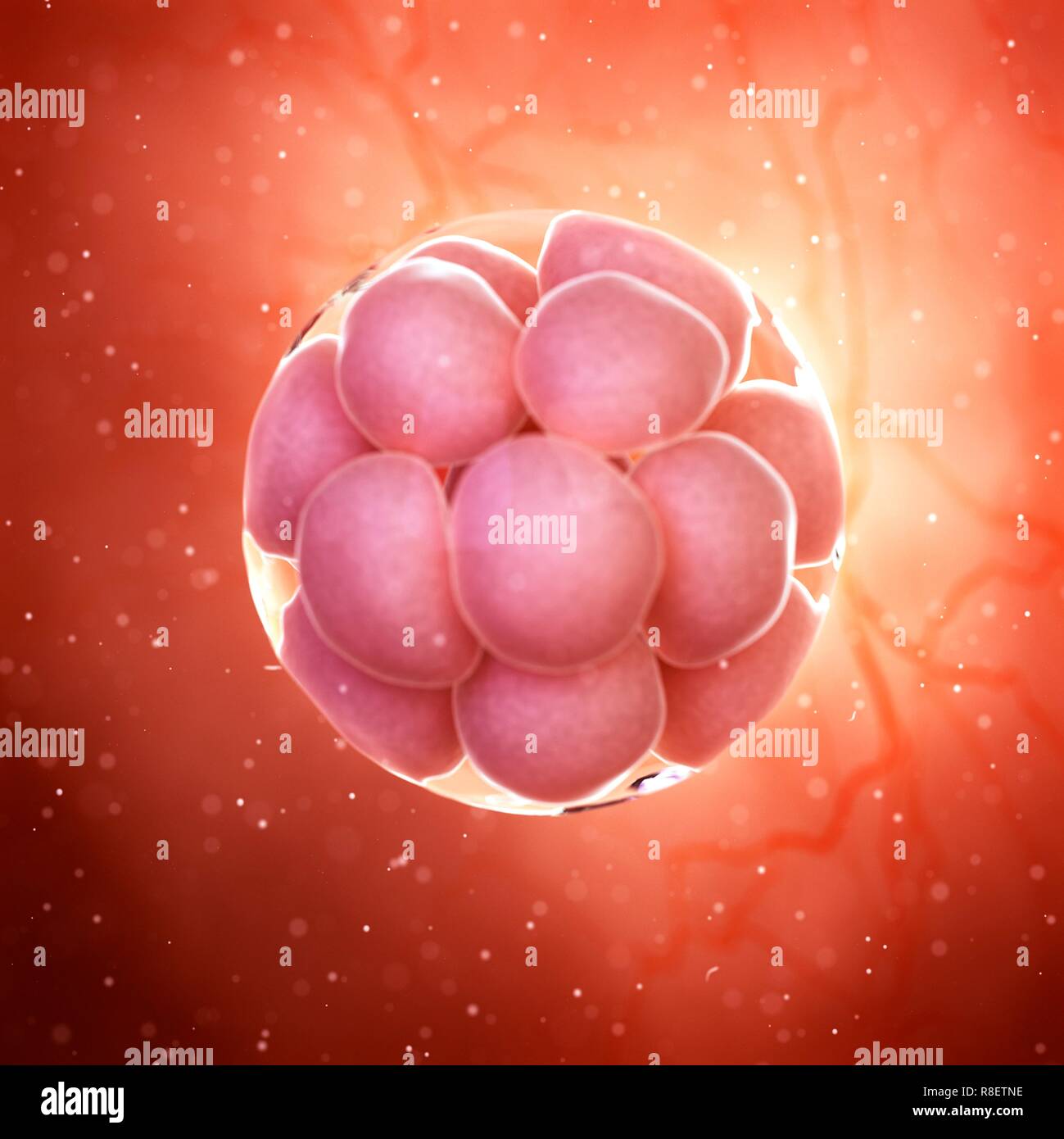 Illustration of a 16 cell stage embryo Stock Photo - Alamy